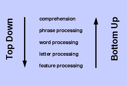 Top-Down Processing and Bottom-Up Processing